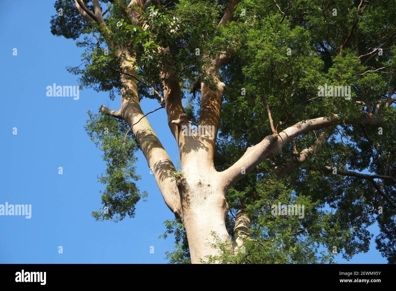 Koompassia excelsa hi-res stock photography and images - Alamy