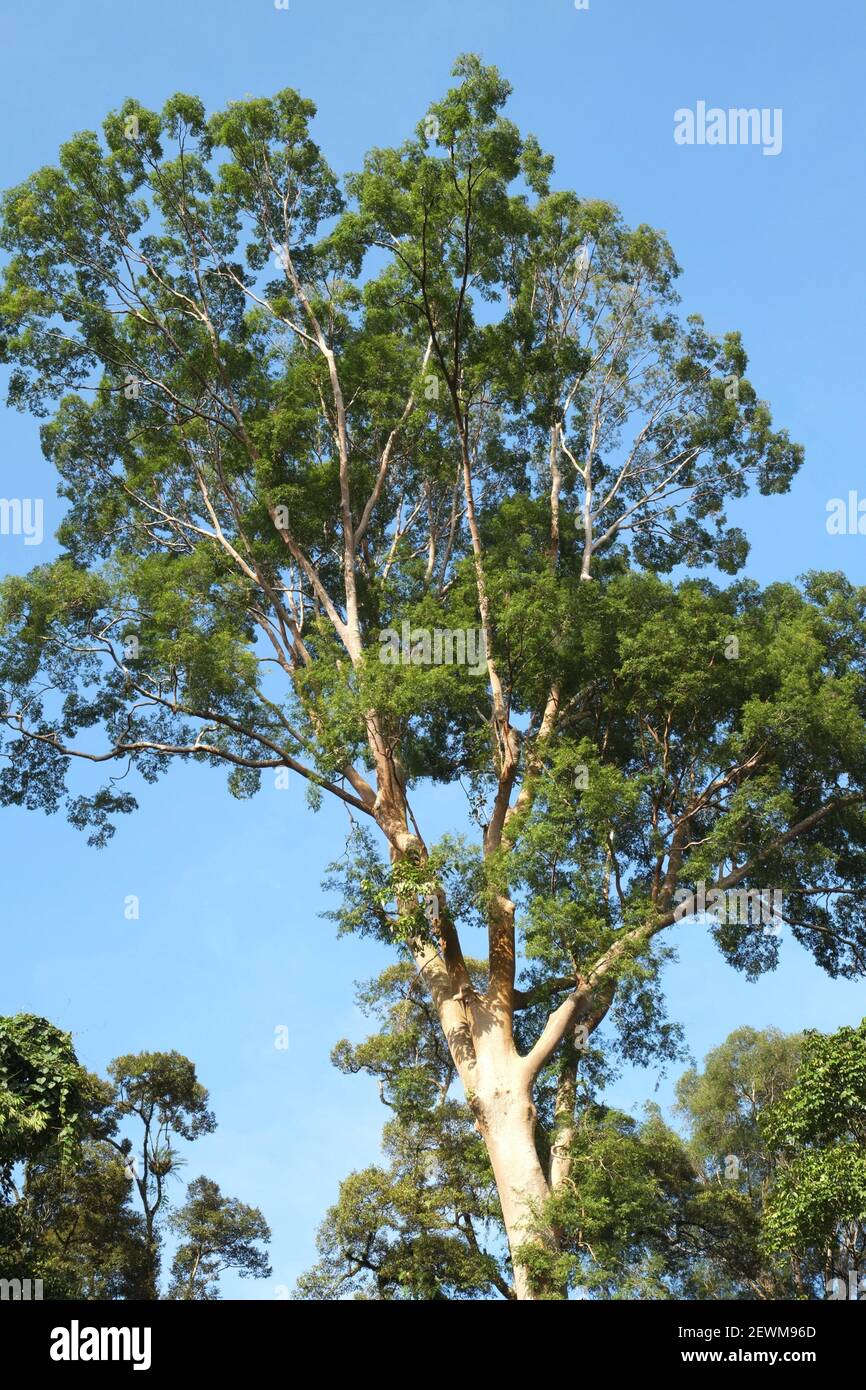 Koompassia excelsa hi-res stock photography and images - Alamy