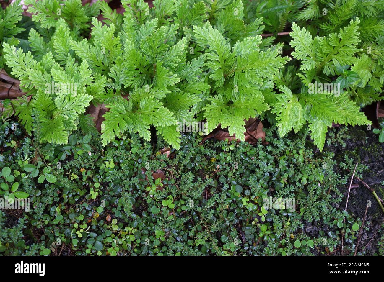 Vascular Plants Names