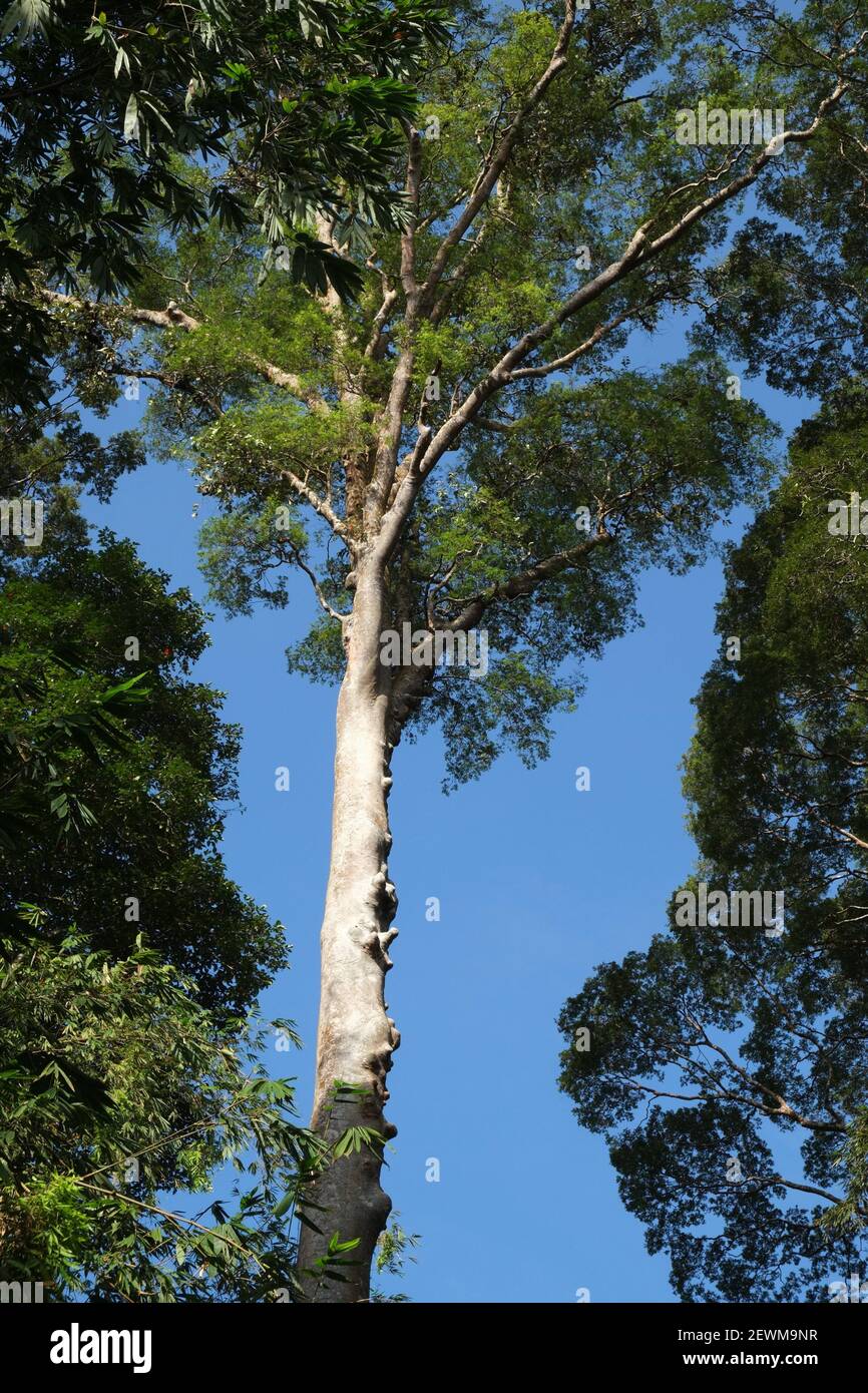 Koompassia excelsa hi-res stock photography and images - Alamy