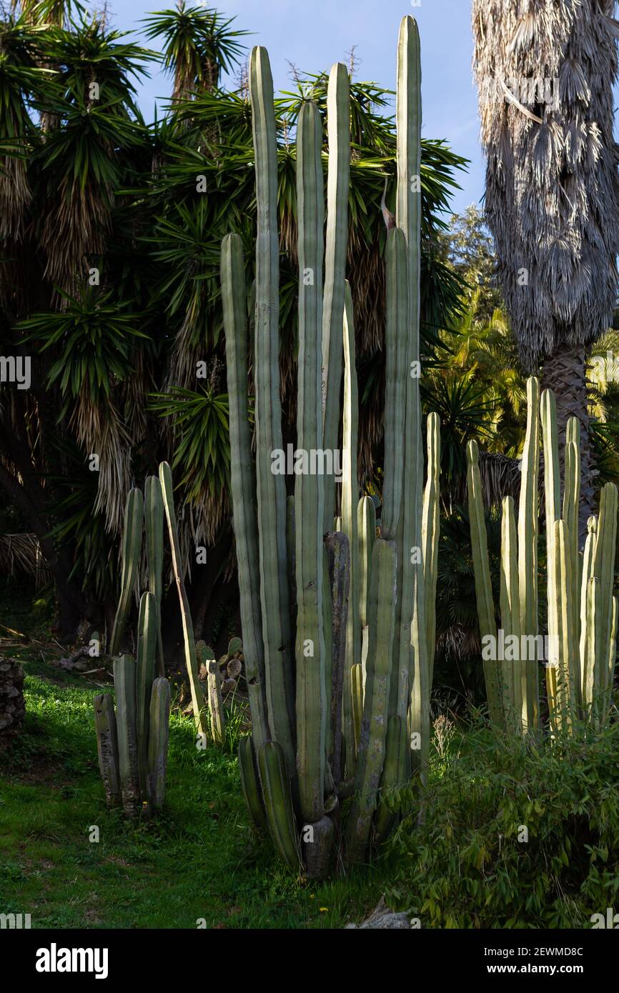 A Pachycereus Marginatus, elongated cacti with green leaves Stock Photo ...