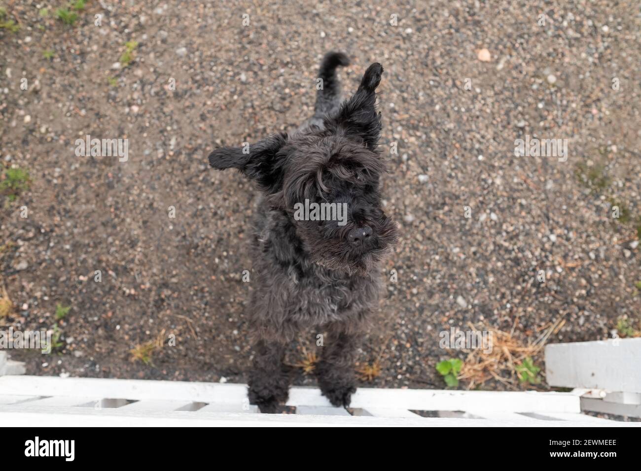 Sad small dog, black Miniature Schnauzer behind the garden fence Stock ...