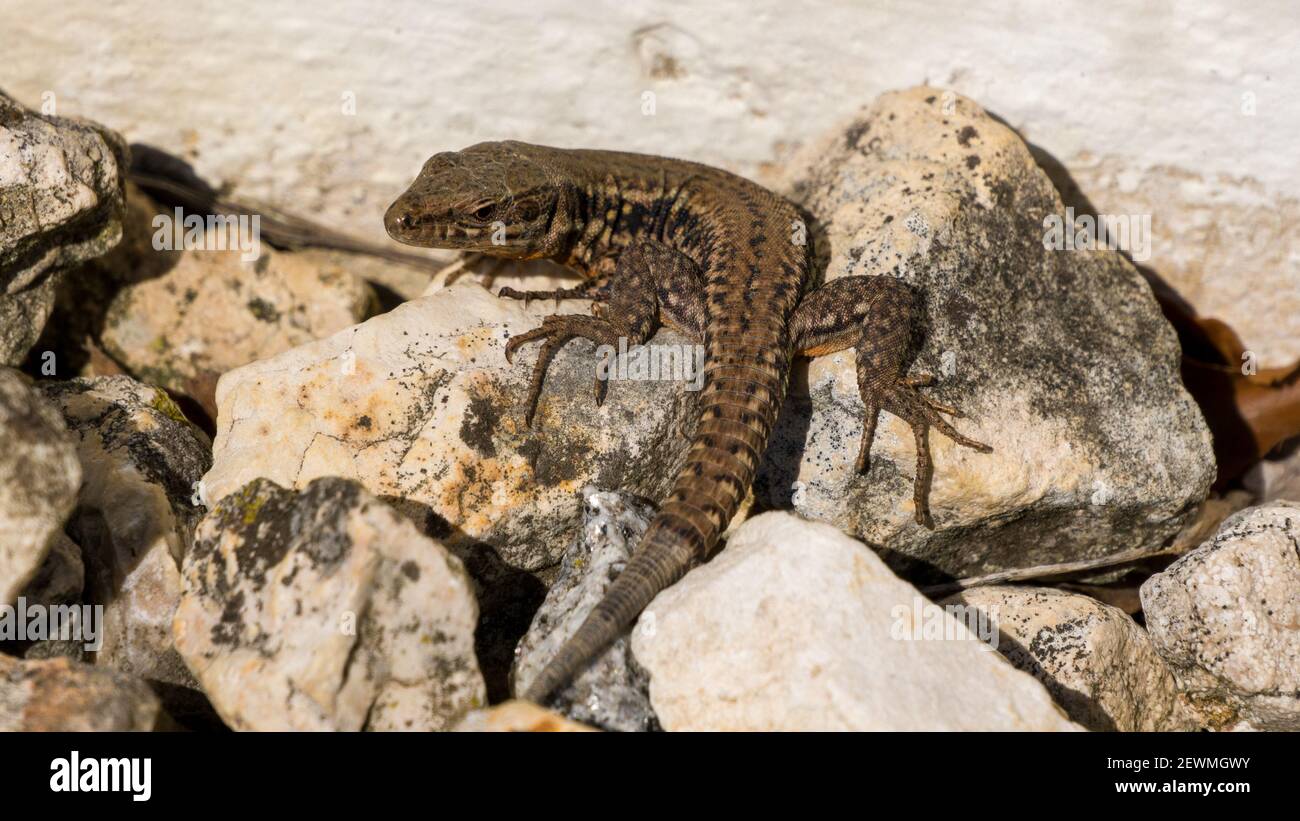 Lizard enjoys the spring sun Stock Photo - Alamy