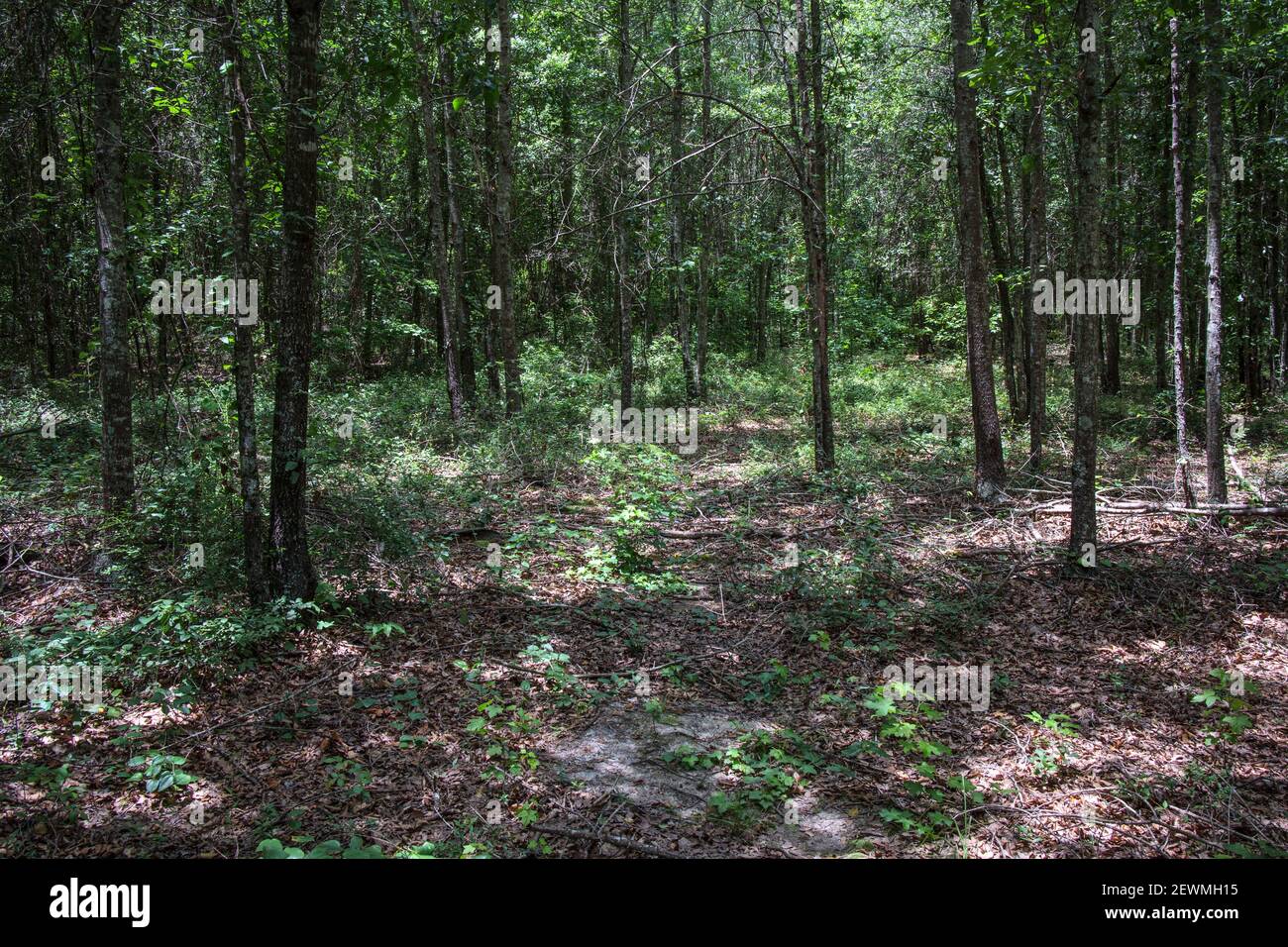 Forest scene with trees plants and summer foliage in Georgia Stock ...