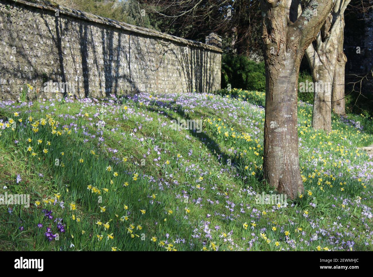 Spring bulb display at West Dean Gardens Stock Photo - Alamy