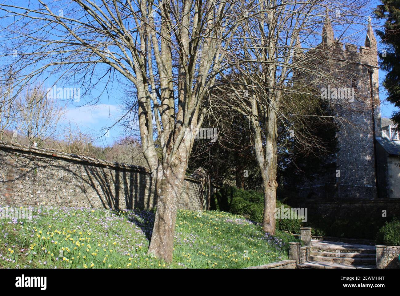 Spring bulb display at West Dean Gardens Stock Photo - Alamy
