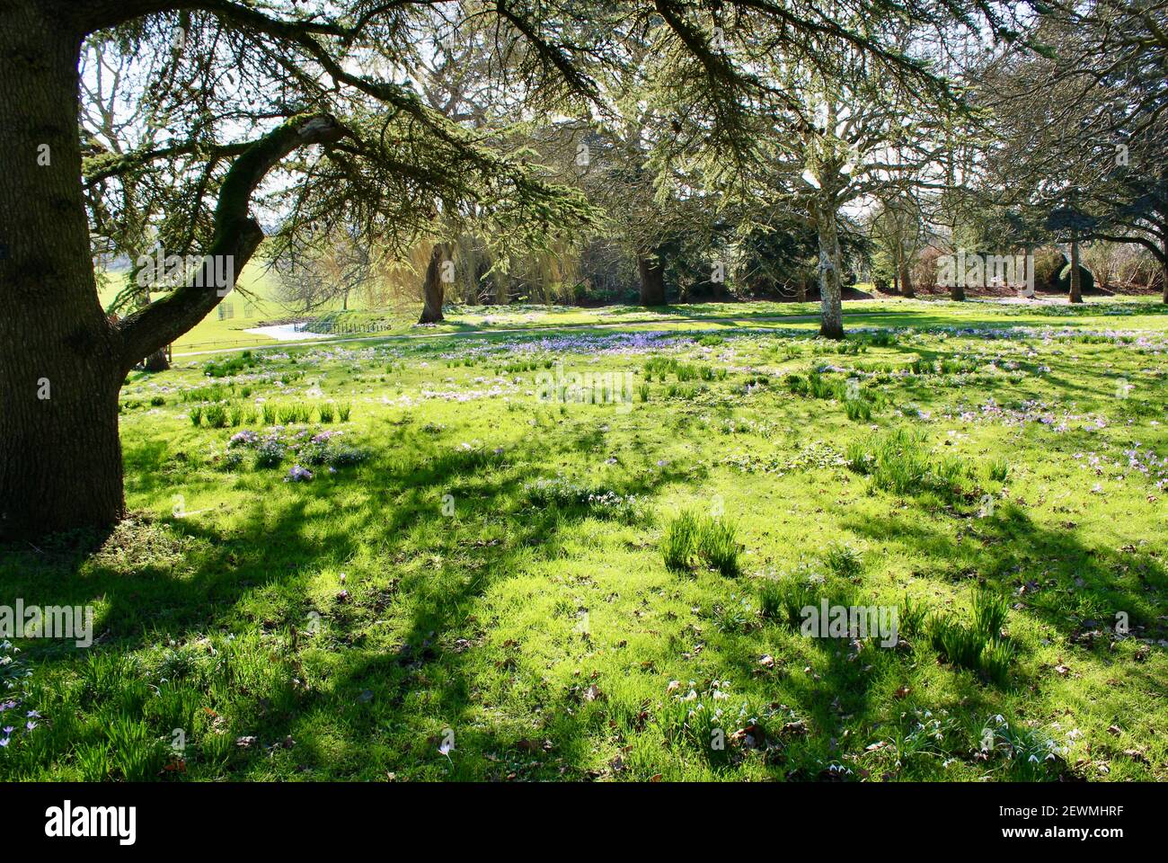 Spring bulb display at West Dean Gardens Stock Photo - Alamy