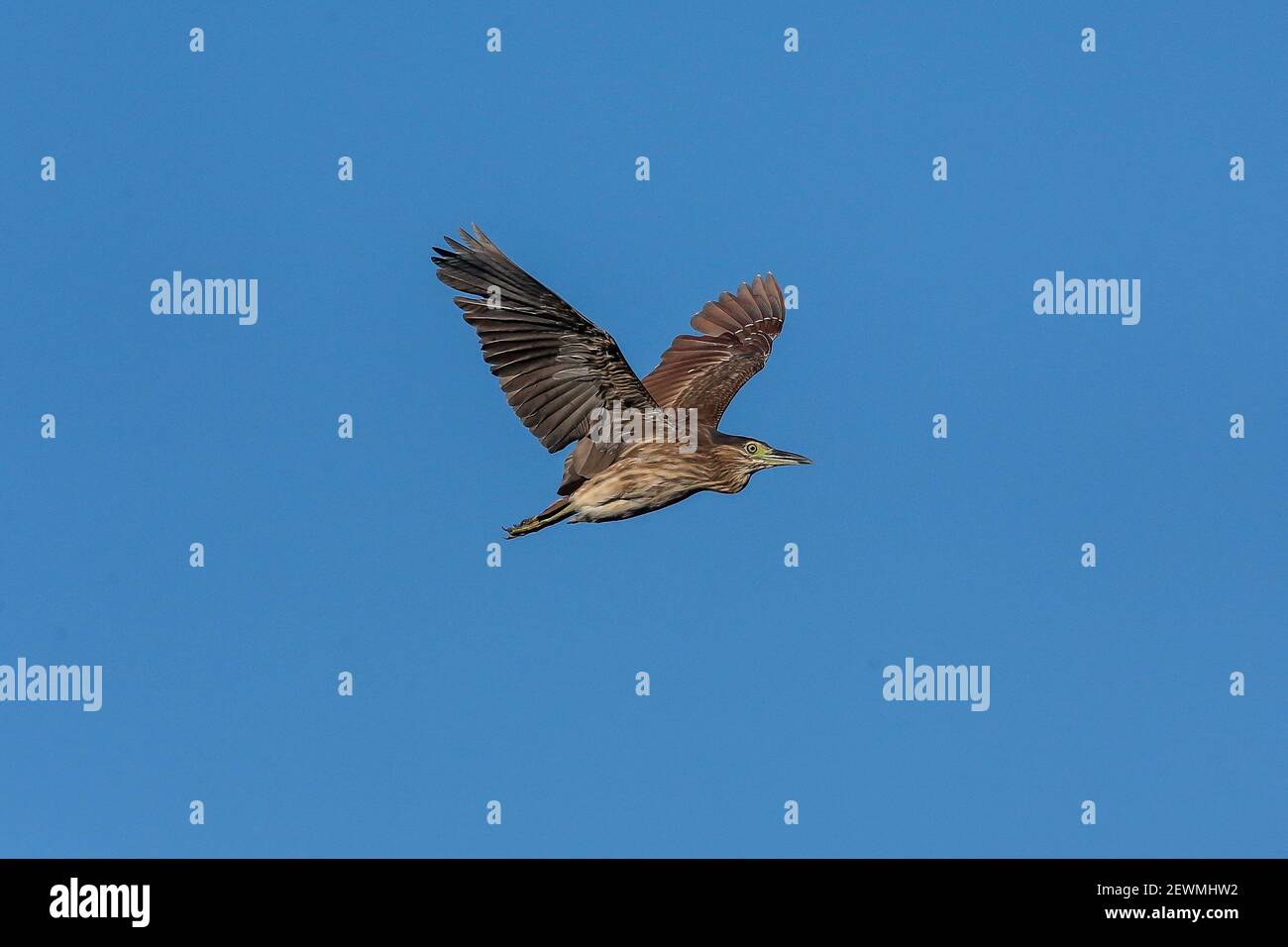 News animals heron hi-res stock photography and images - Alamy