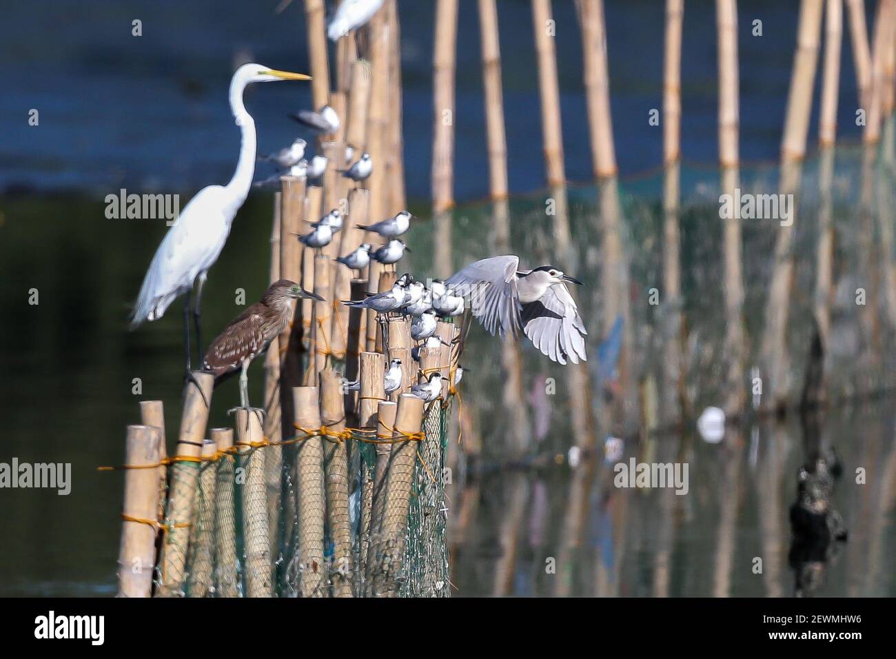 Las Pinas City. 3rd Mar, 2021. Various migratory birds are seen perched ...