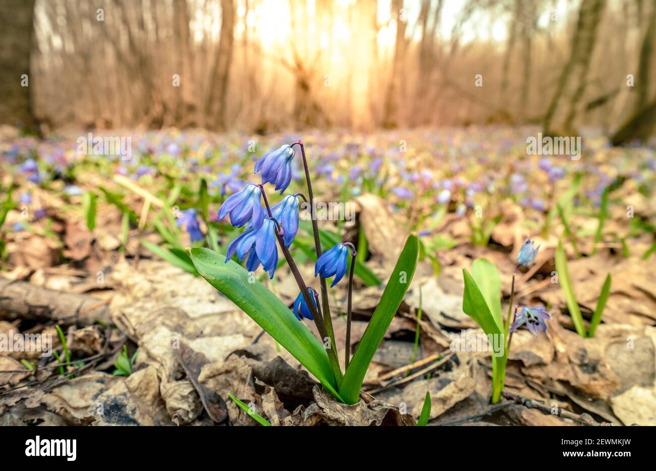 Scilla spring primroses blooming with blue flowers in the rays of the ...