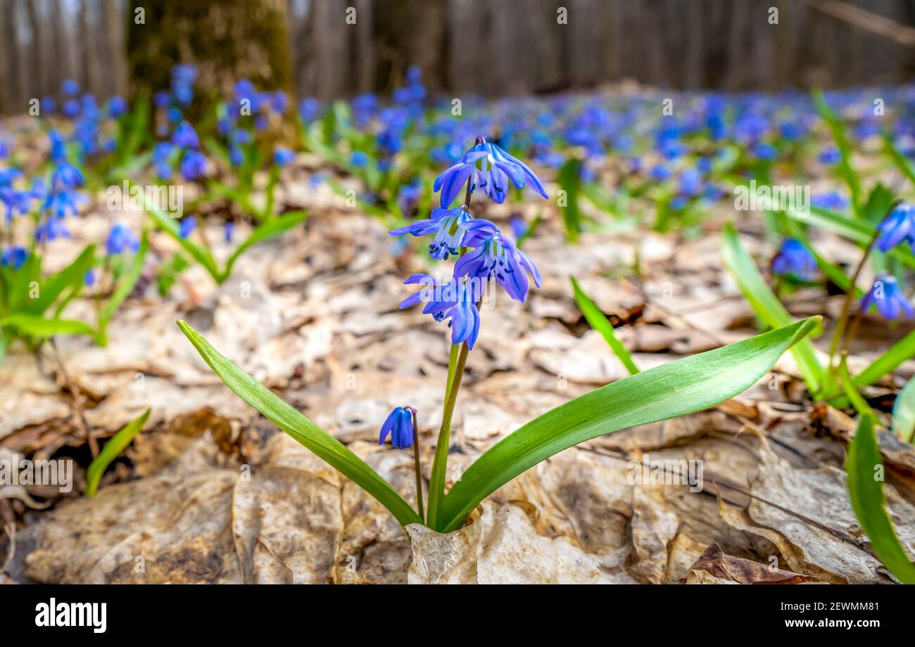 Blue flowers scilla primroses hi-res stock photography and images - Alamy