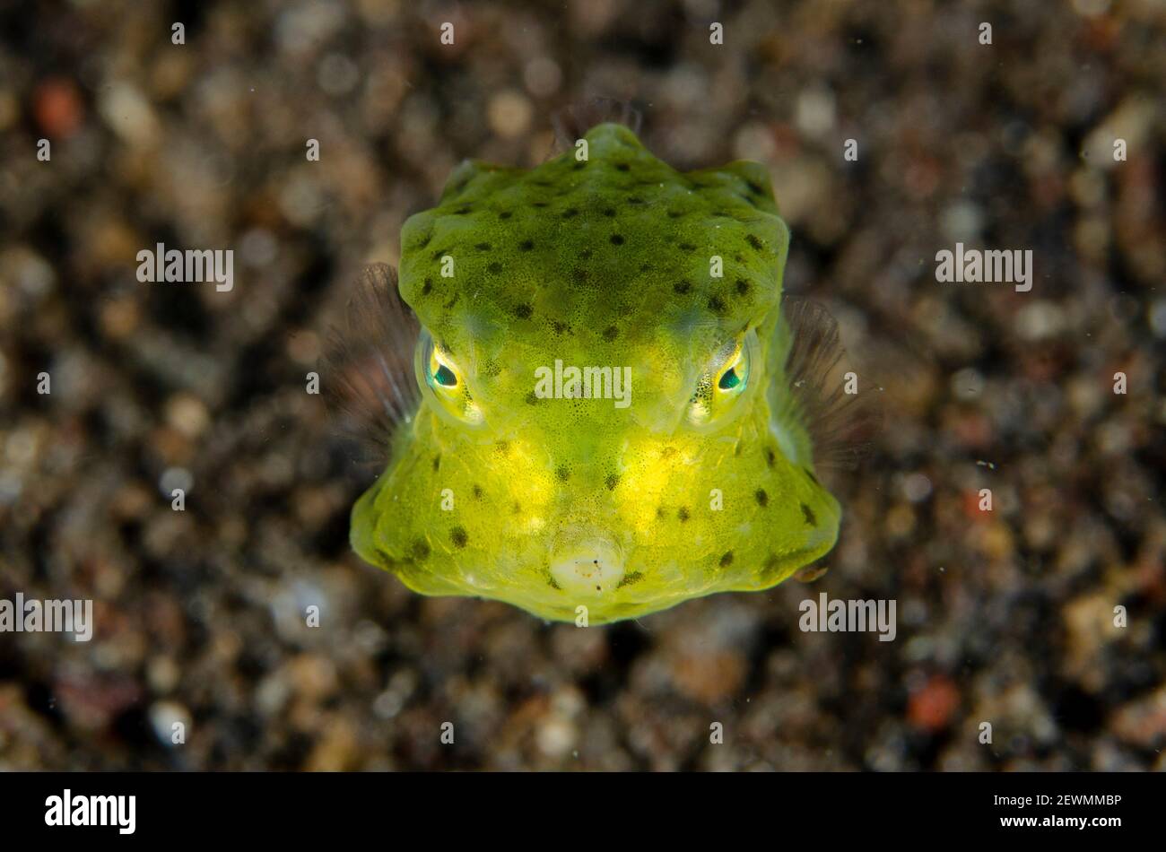 Animal Belly Pattern High Resolution Stock Photography and Images - Alamy