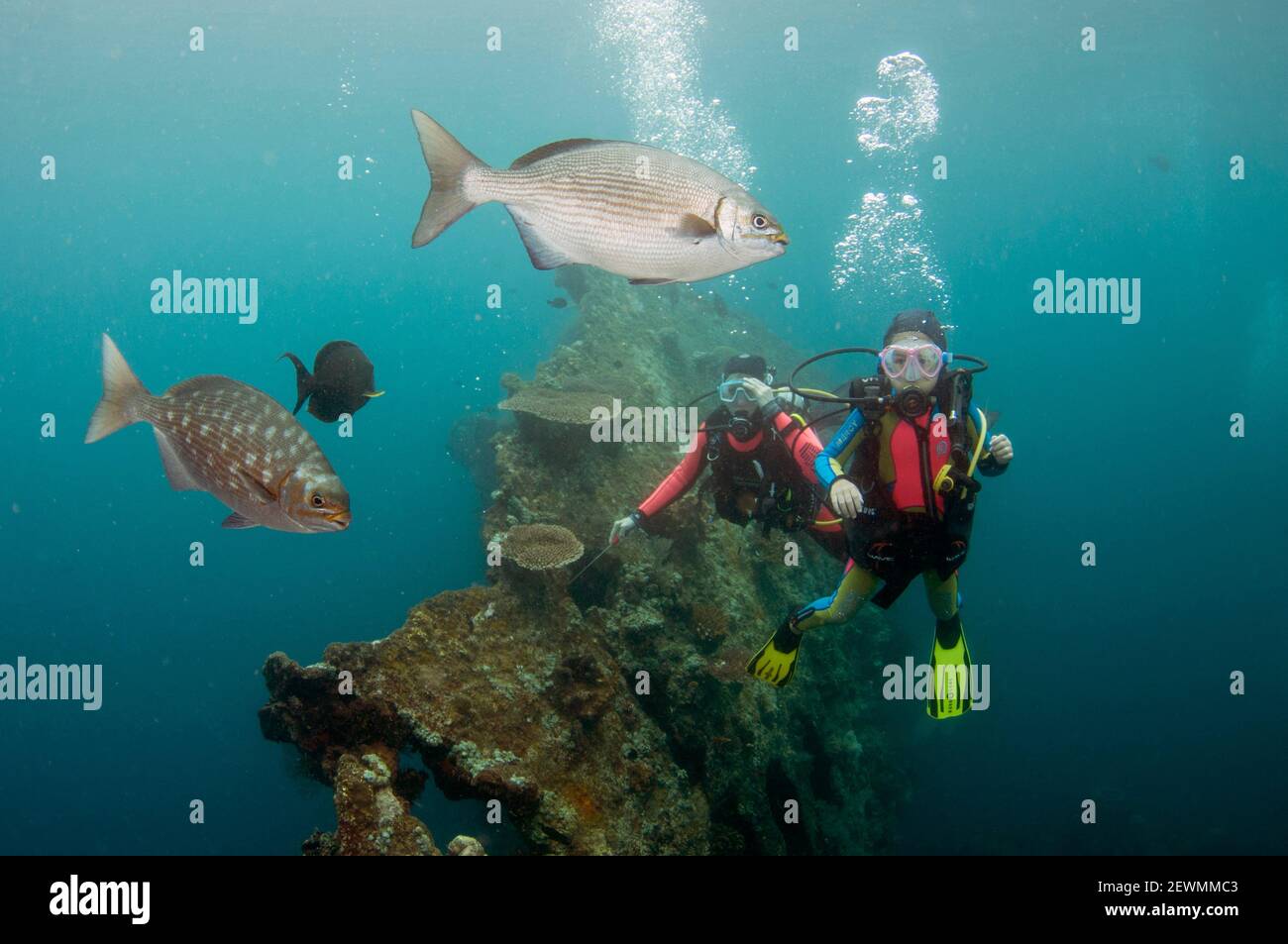 Scuba diving yellow wetsuit hi-res stock photography and images - Alamy