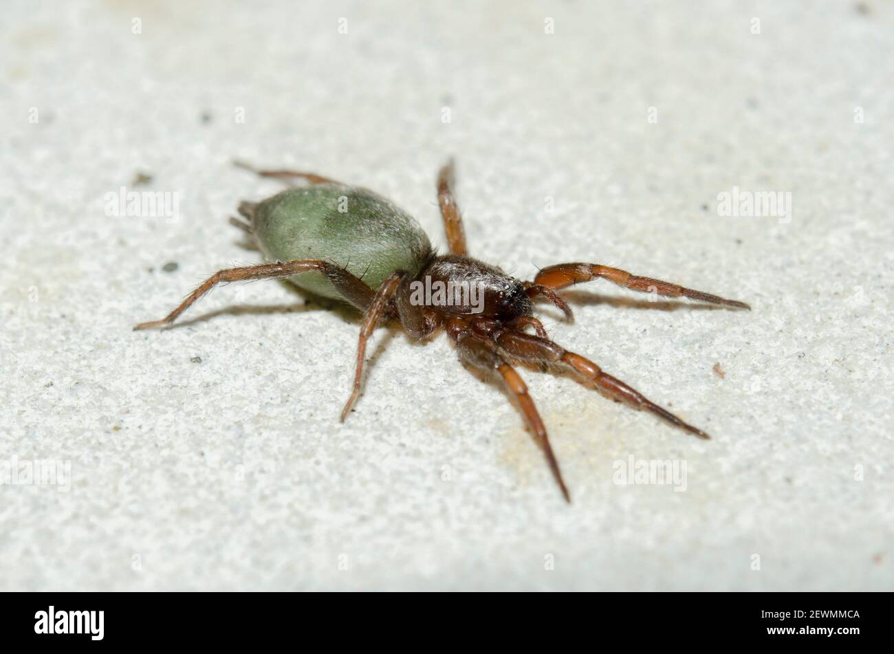 Gnaphosidae High Resolution Stock Photography and Images - Alamy