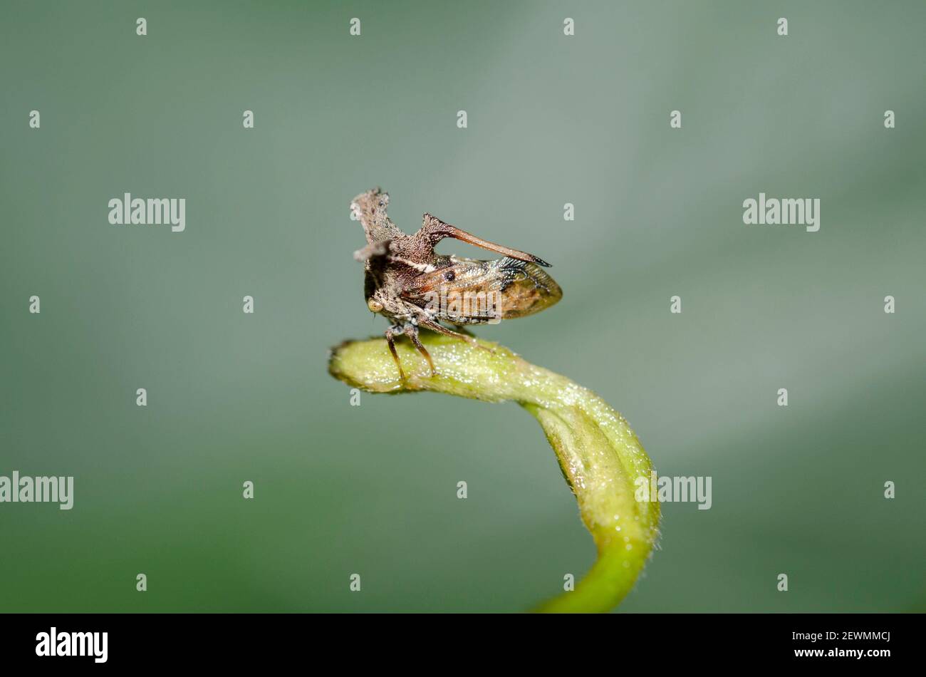 Horned Treehopper High Resolution Stock Photography and Images - Alamy