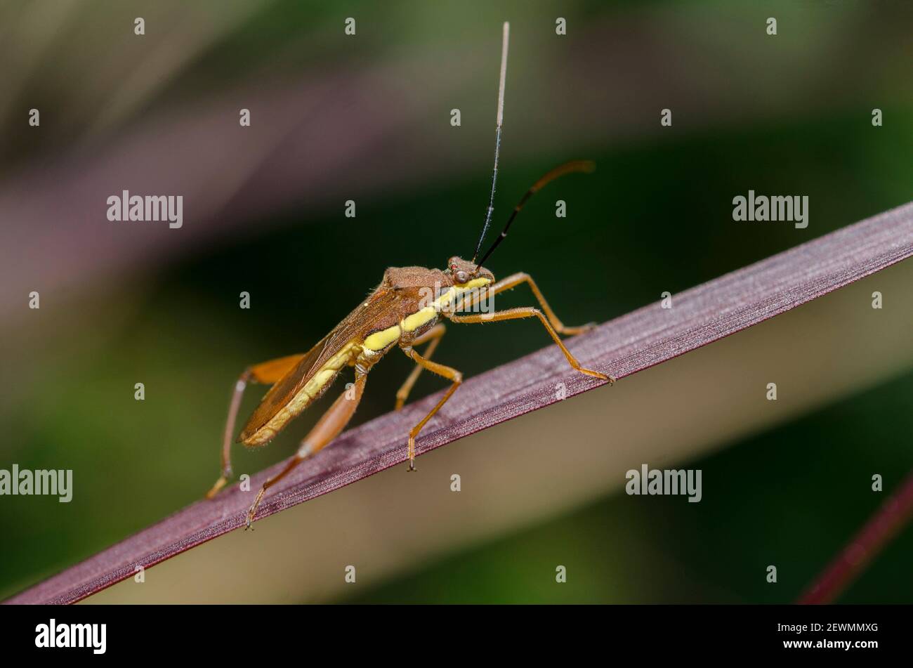 Leaf footed bug coreidae family hi-res stock photography and images - Alamy