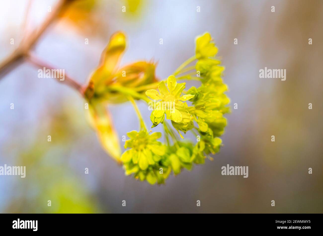 Spring maple blossom, maple flowers close-up on a blurry background ...