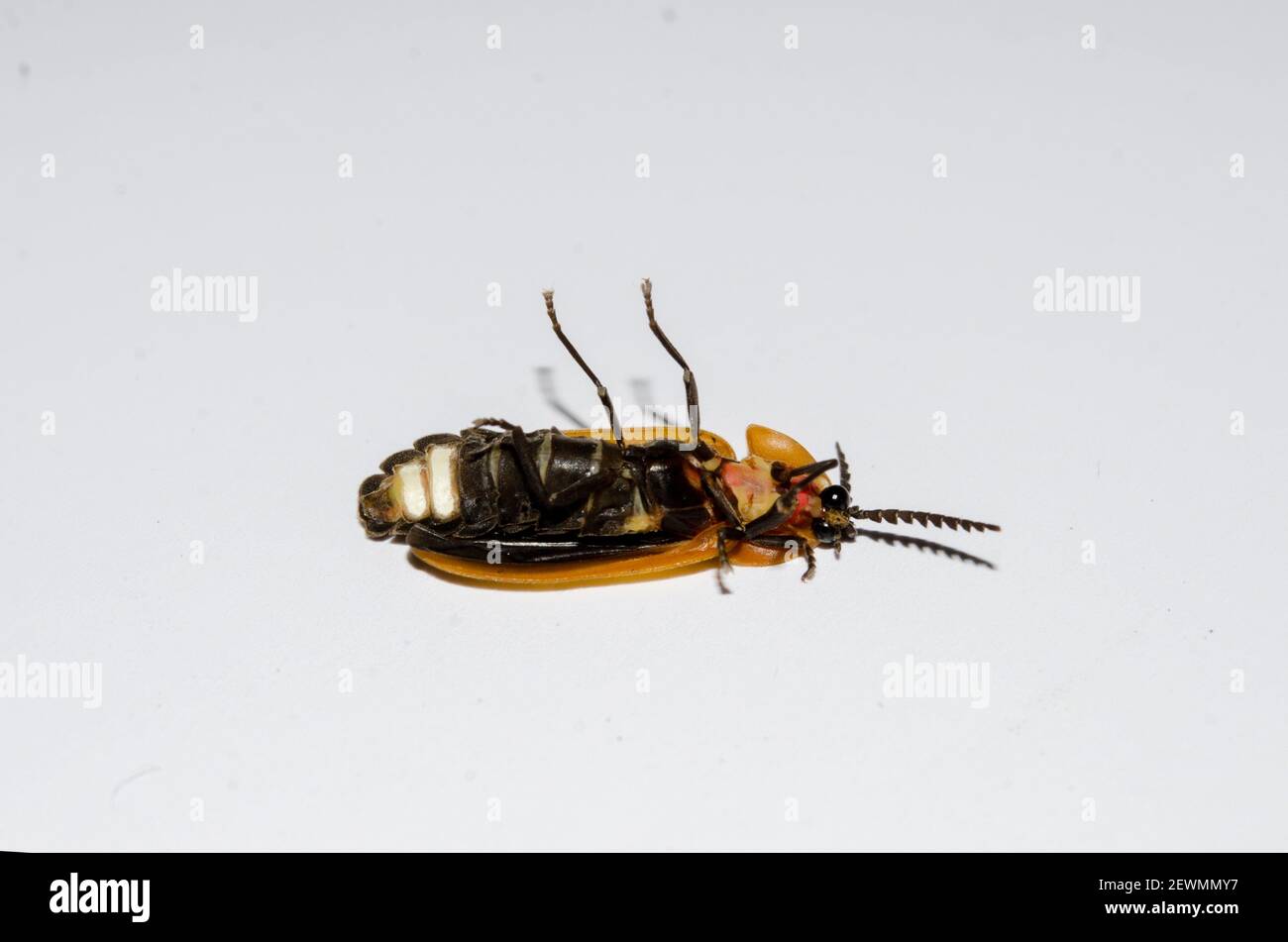 Invertebrate Firefly High Resolution Stock Photography and Images - Alamy