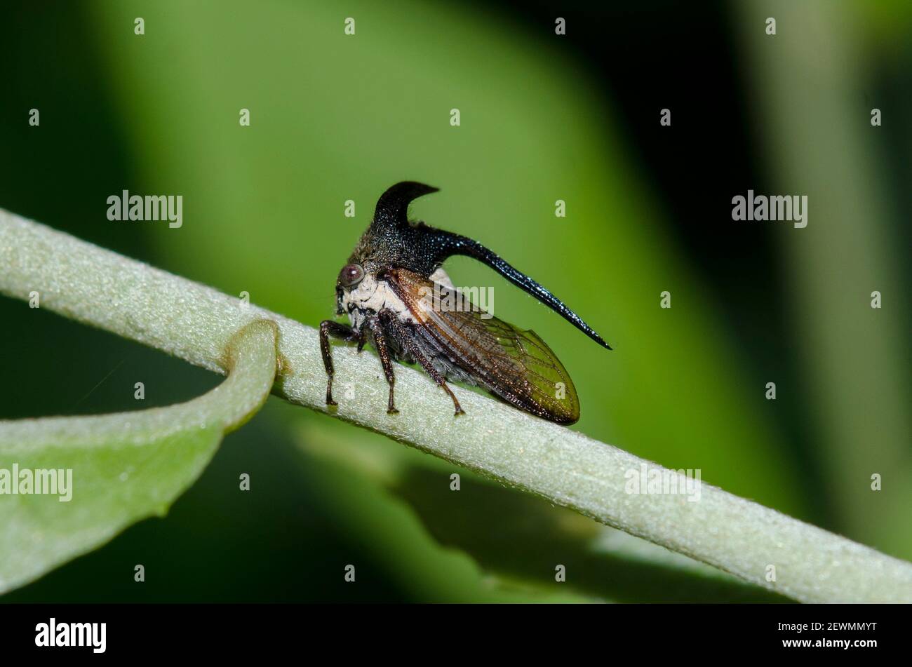 Horned Treehopper High Resolution Stock Photography and Images - Alamy