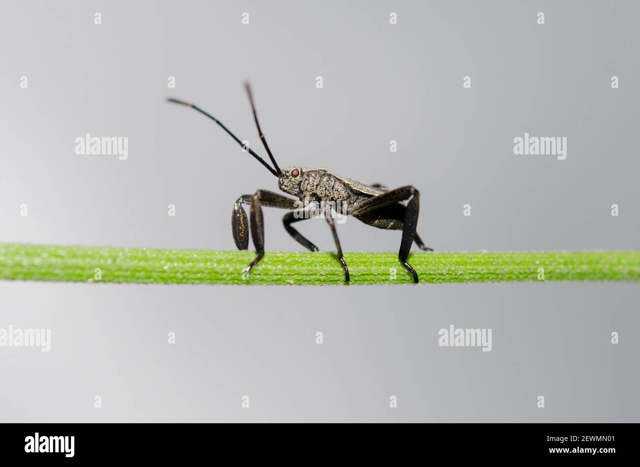 Leaf footed bug coreidae family hi-res stock photography and images - Alamy