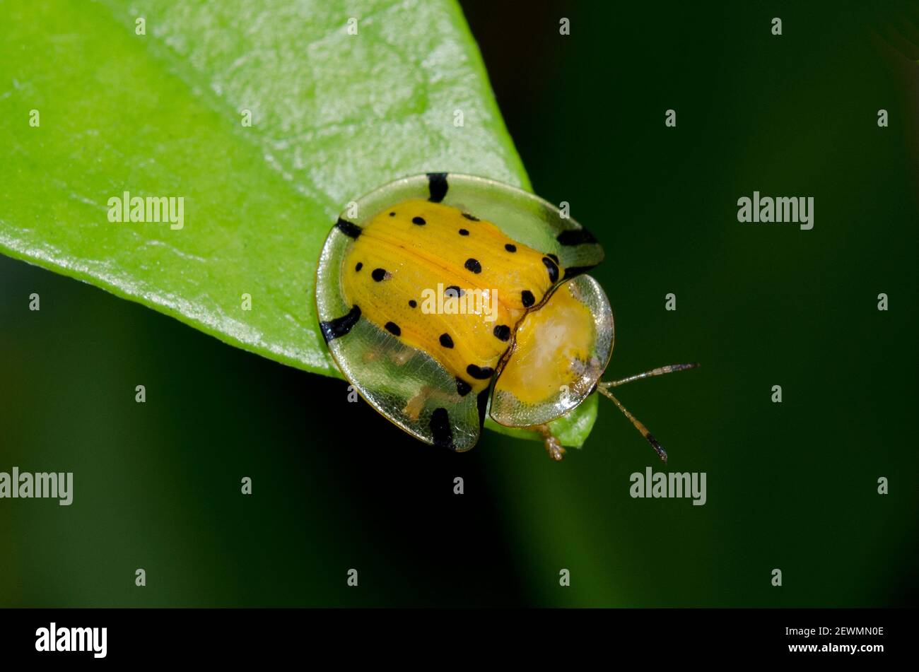Tortoise Beetle High Resolution Stock Photography and Images - Alamy