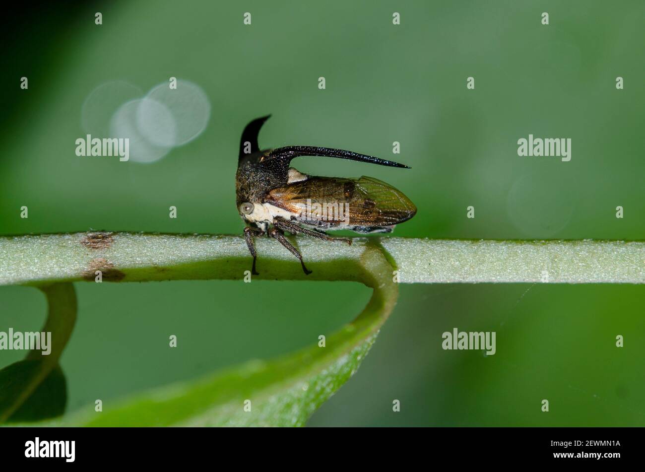 Membracidae thorn hi-res stock photography and images - Alamy