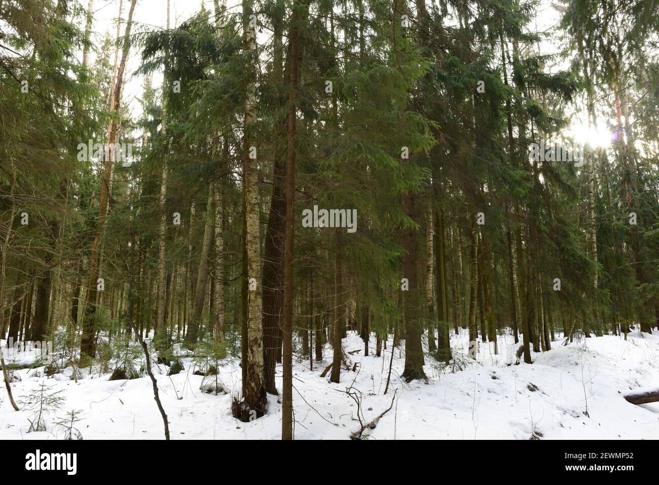 Spring sunny morning in a snowy forest Stock Photo - Alamy