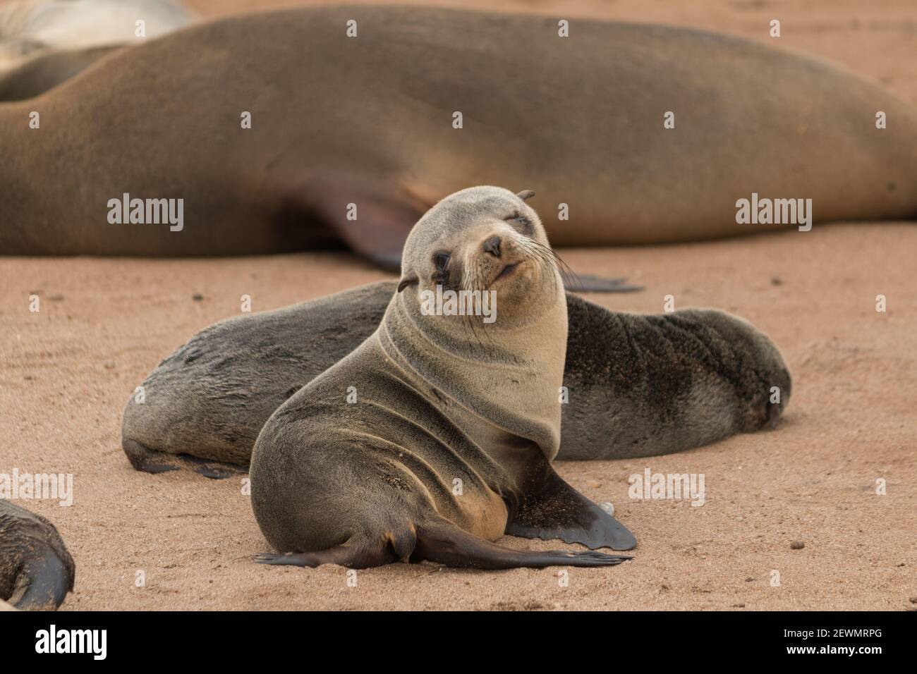 Cape fur seals at the rocky and sandy beach from Cape cross in Namibia ...