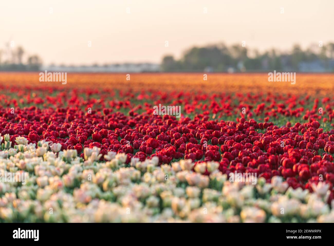 Tulip bulb production hi-res stock photography and images - Alamy