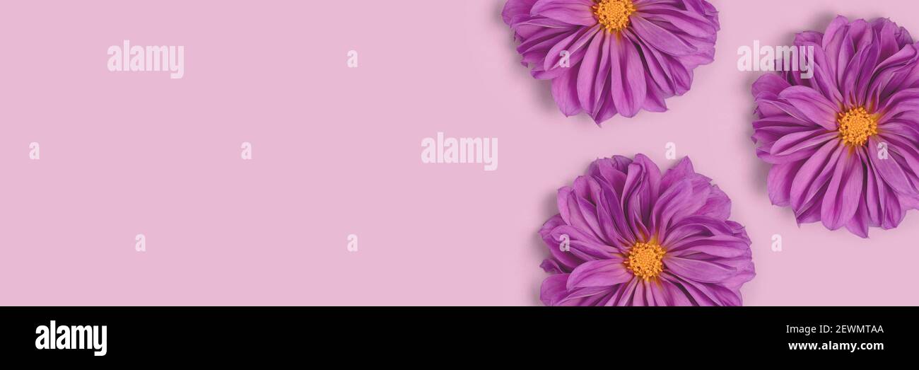 Banner with frame made of dahlia flowers on a purple background ...