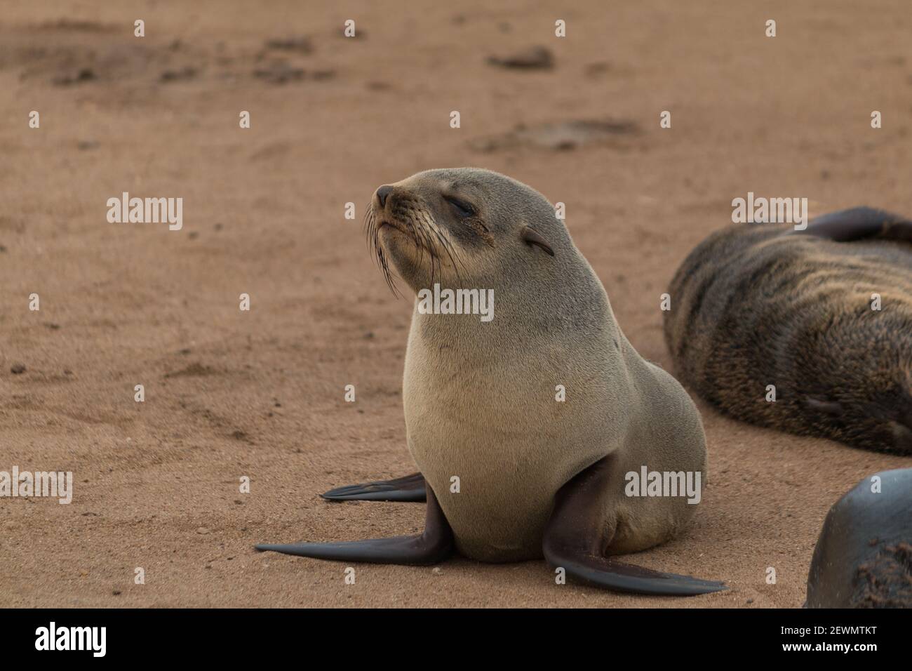 Cape fur seals at the rocky and sandy beach from Cape cross in Namibia ...