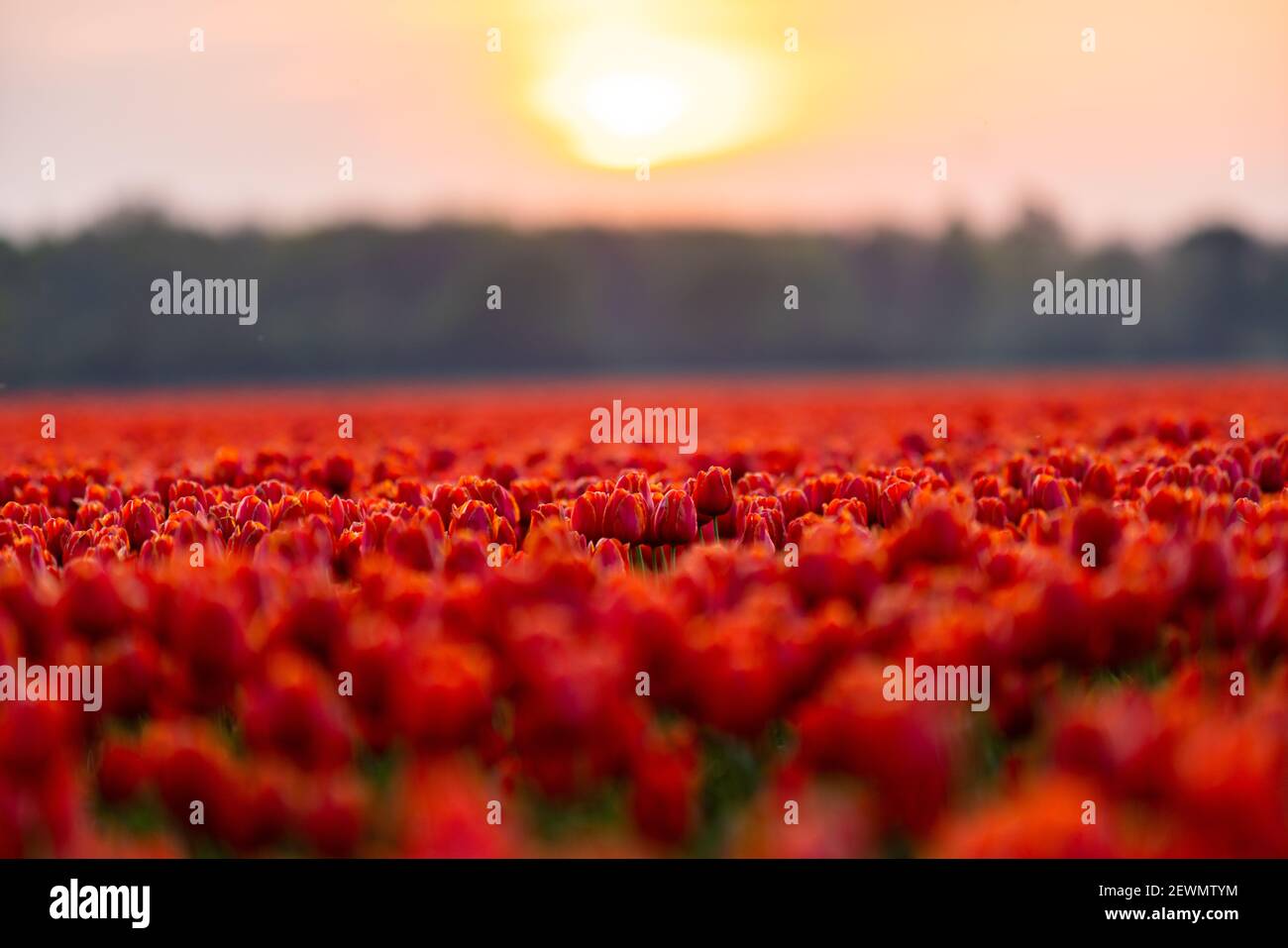 Tulip plantation in Netherlands, traditional dutch rural landscape with ...