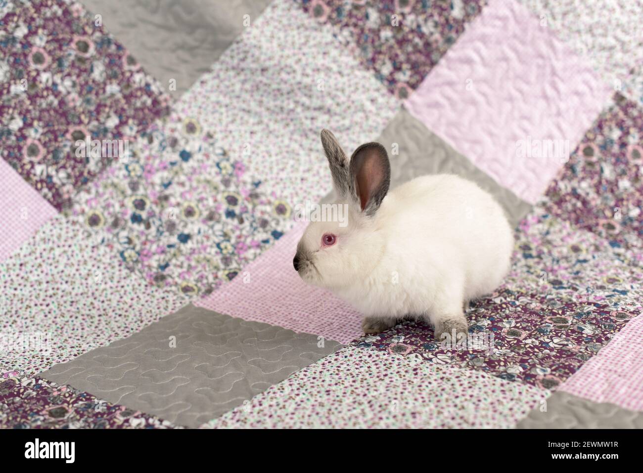 Isolated on hite hi-res stock photography and images - Alamy