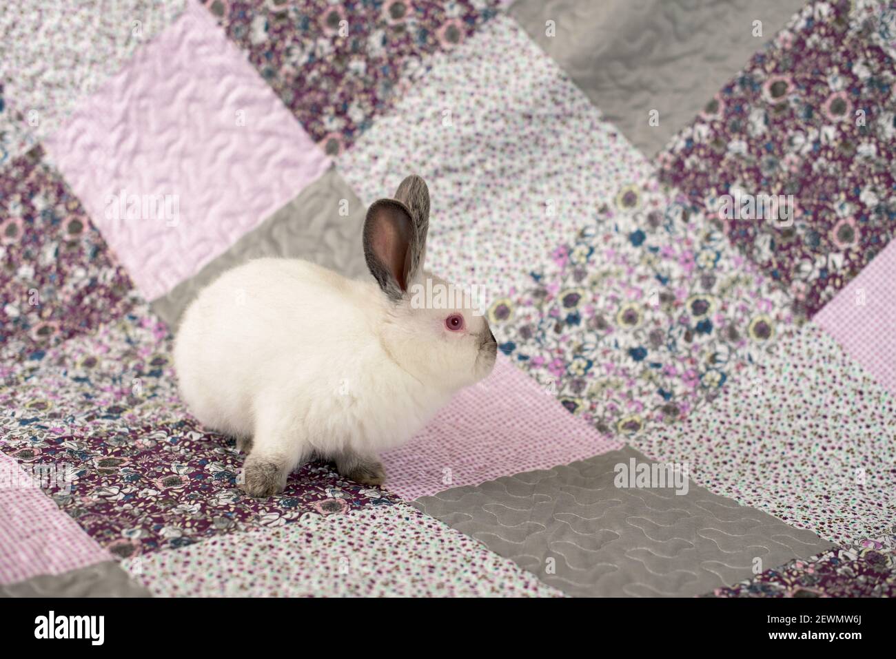 White rabbit pink eyes hi-res stock photography and images - Alamy