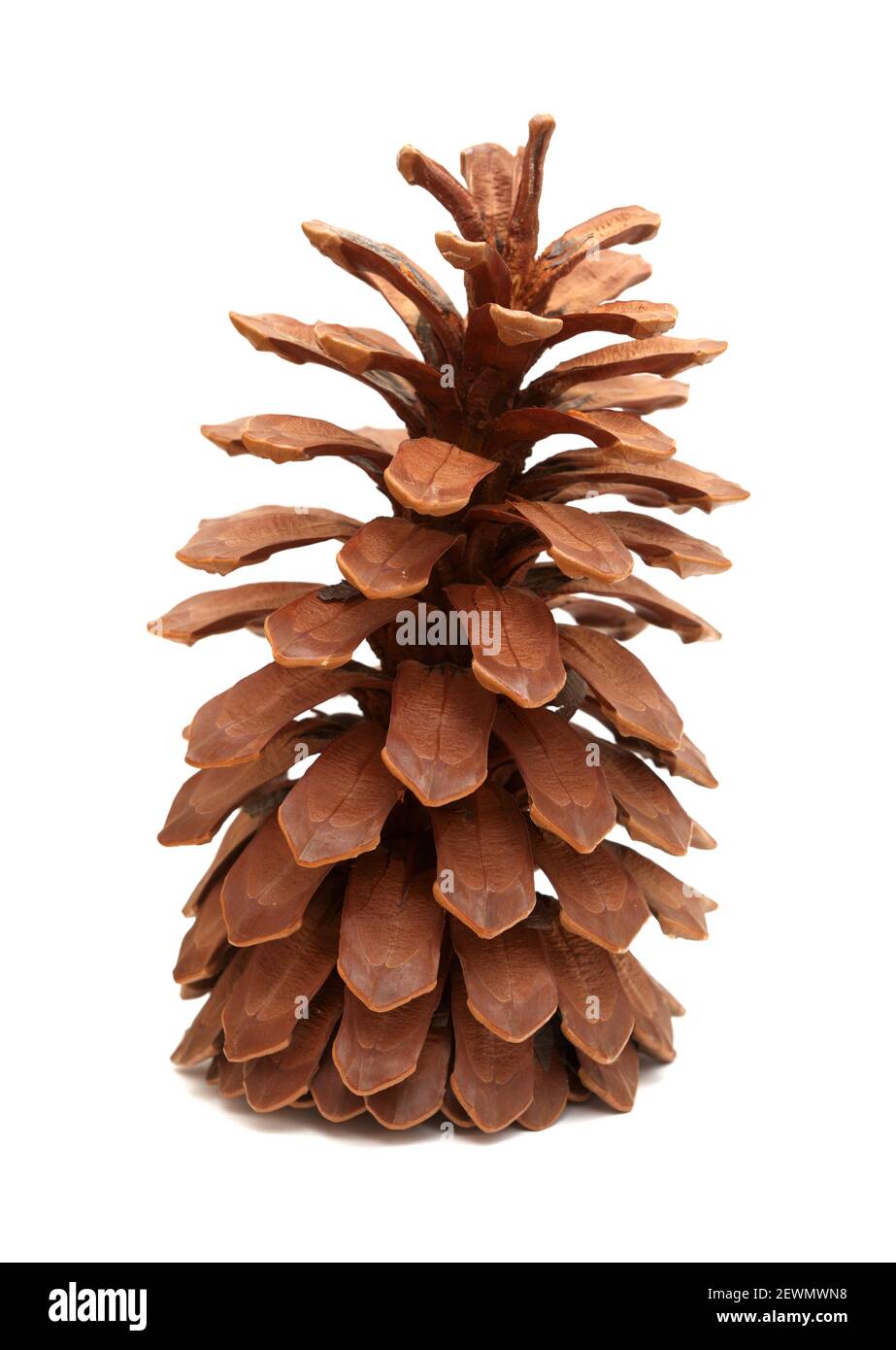 Longleaf pine aka Pinus palustris large long dry open cone isolated on ...