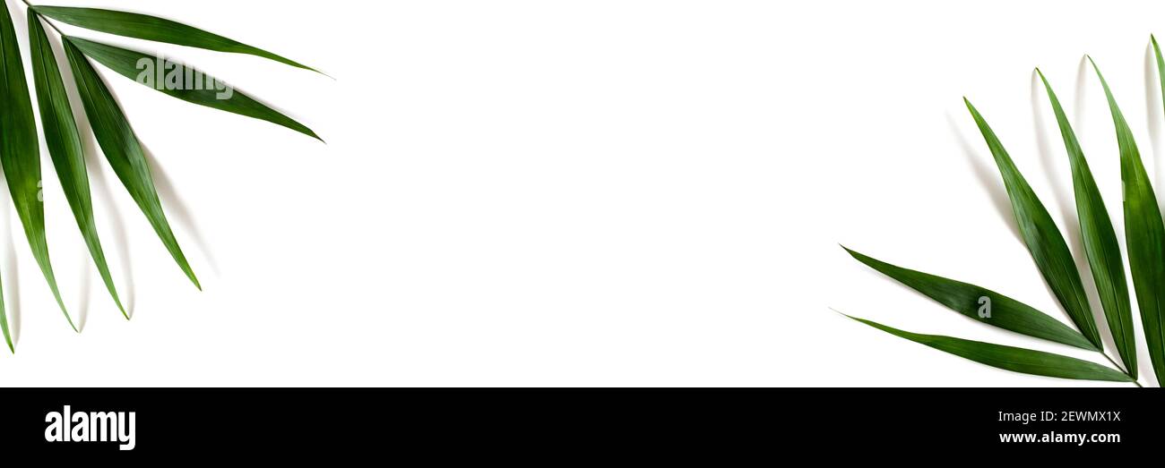 Header with frame made of palm leaves on a white background. Trendy ...