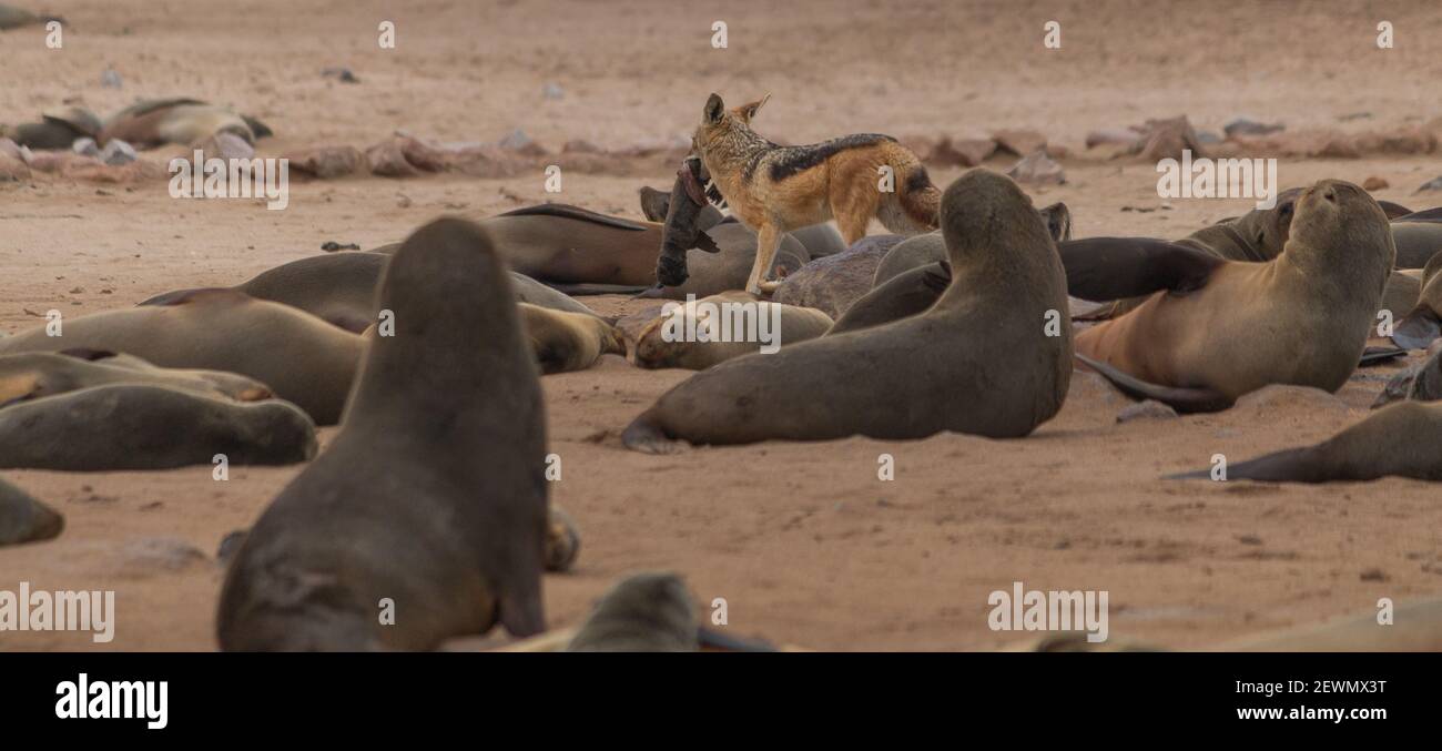 Cape fur seals at the rocky and sandy beach from Cape cross in Namibia ...