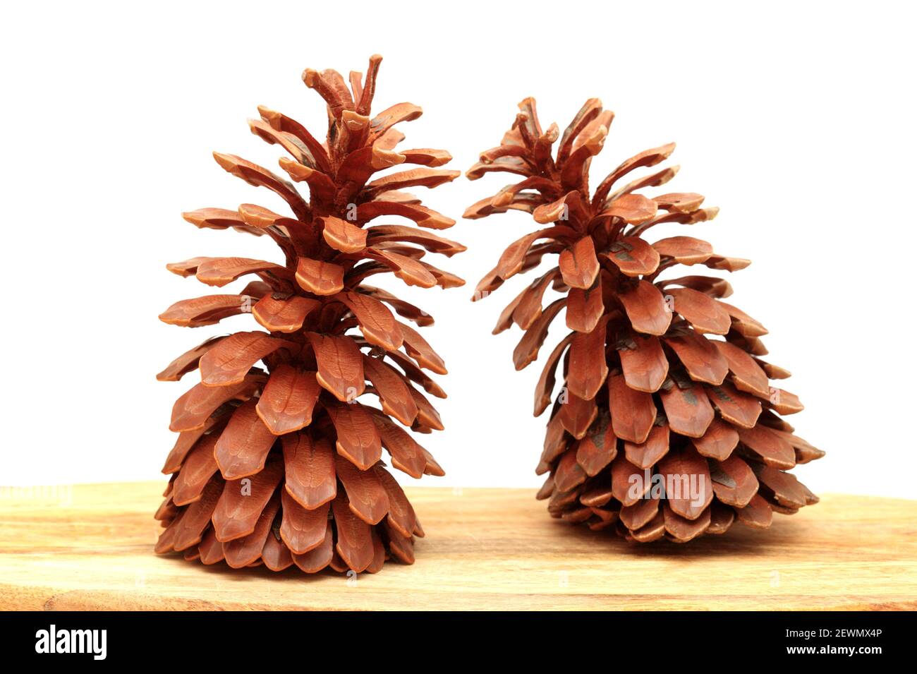 Longleaf pine aka Pinus palustris large long dry open cone isolated on white background Stock ...