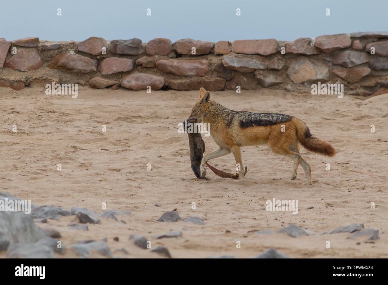 Cape fur seals at the rocky and sandy beach from Cape cross in Namibia ...