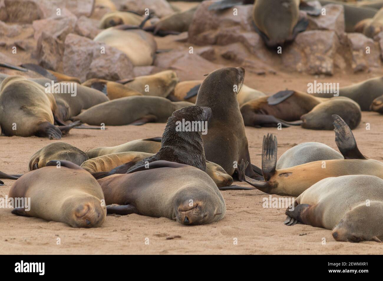 Cape fur seals at the rocky and sandy beach from Cape cross in Namibia ...