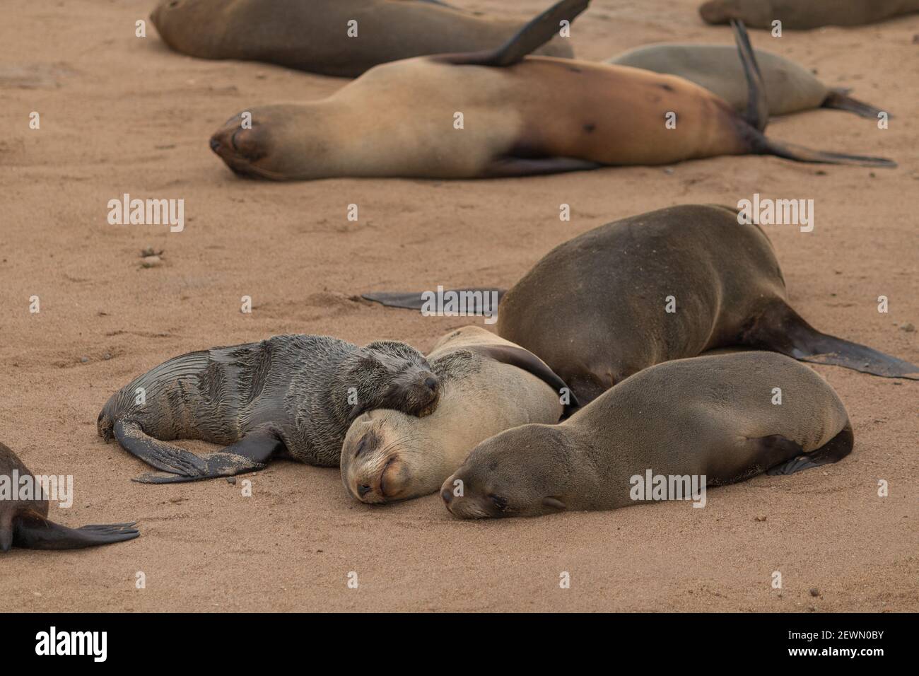 Cape fur seals at the rocky and sandy beach from Cape cross in Namibia ...