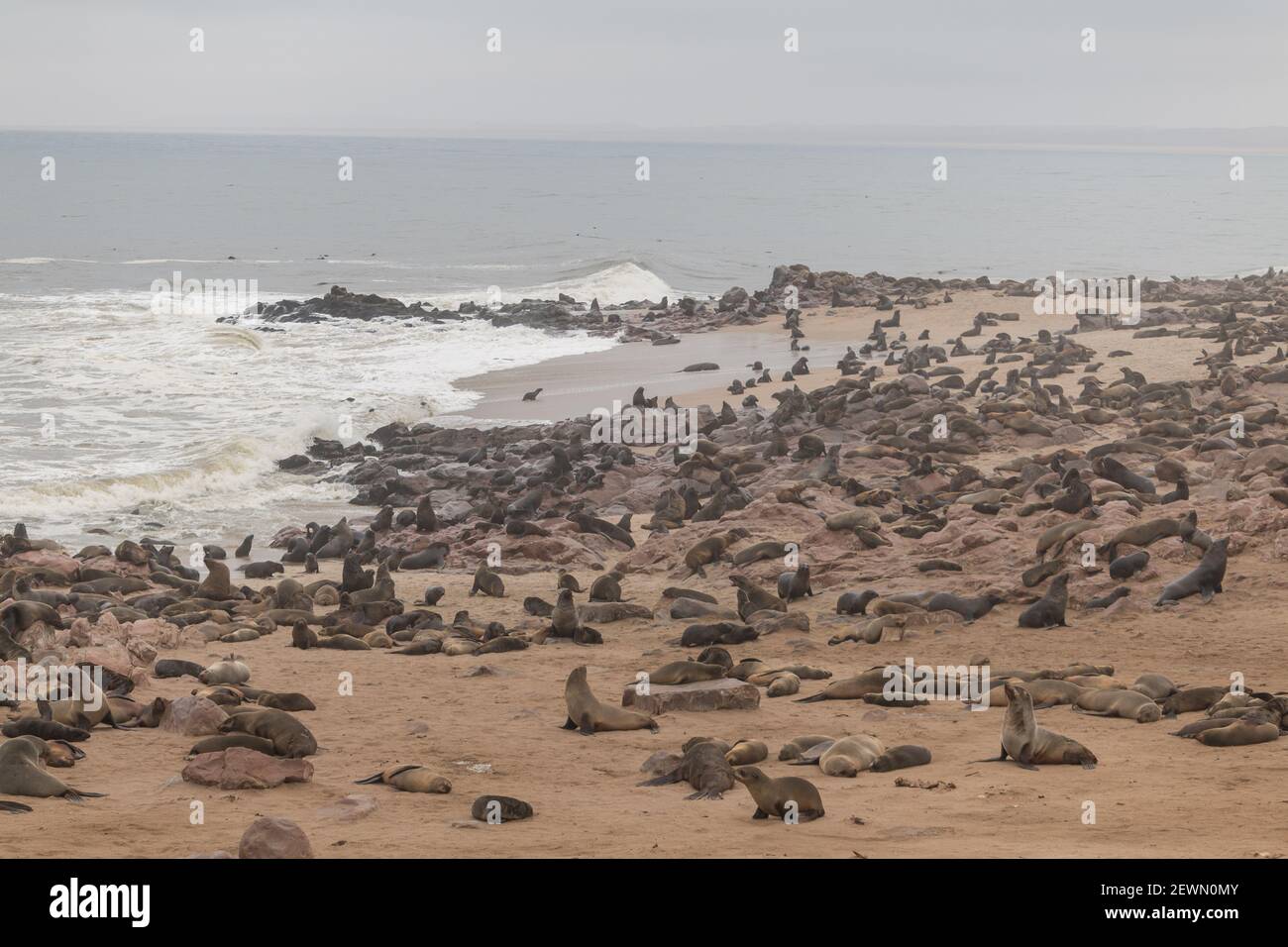 Cape fur seals at the rocky and sandy beach from Cape cross in Namibia ...