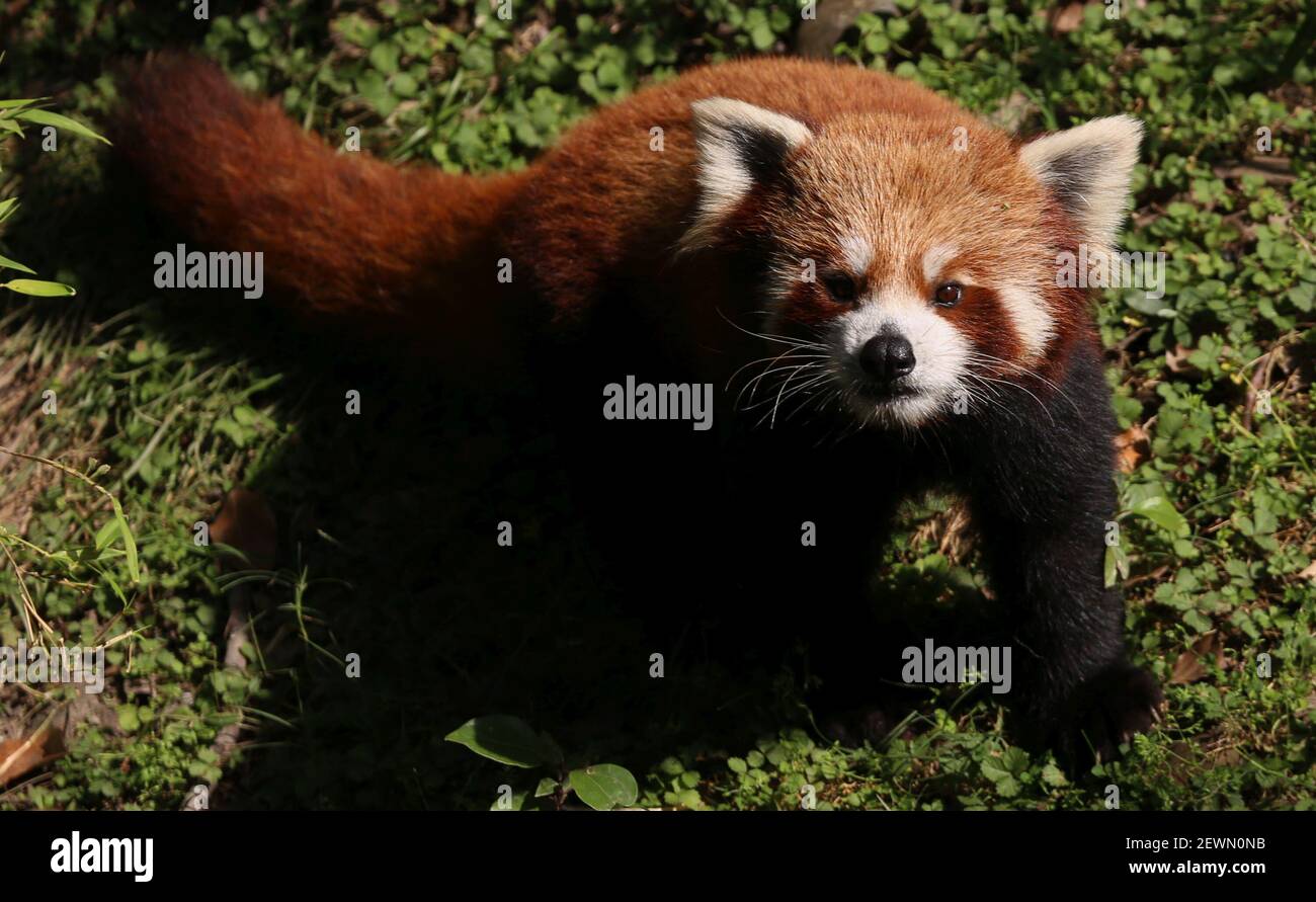 A red panda is seen at Central Zoo in Lalitpur, Nepal, Nov. 8, 2016 ...
