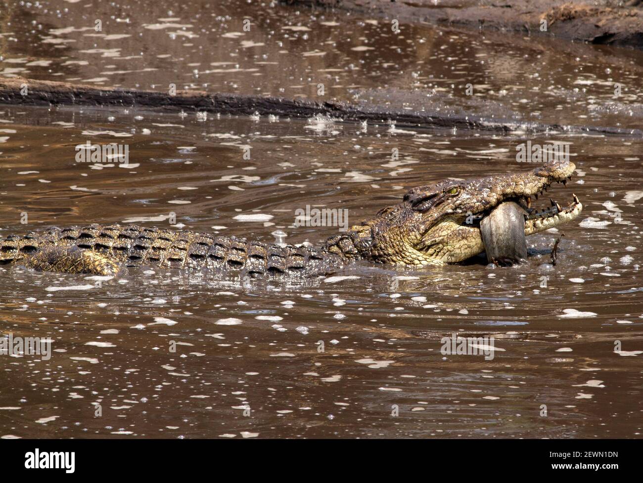 A Crocodile has caught a large catfish in the murky waters of a ...