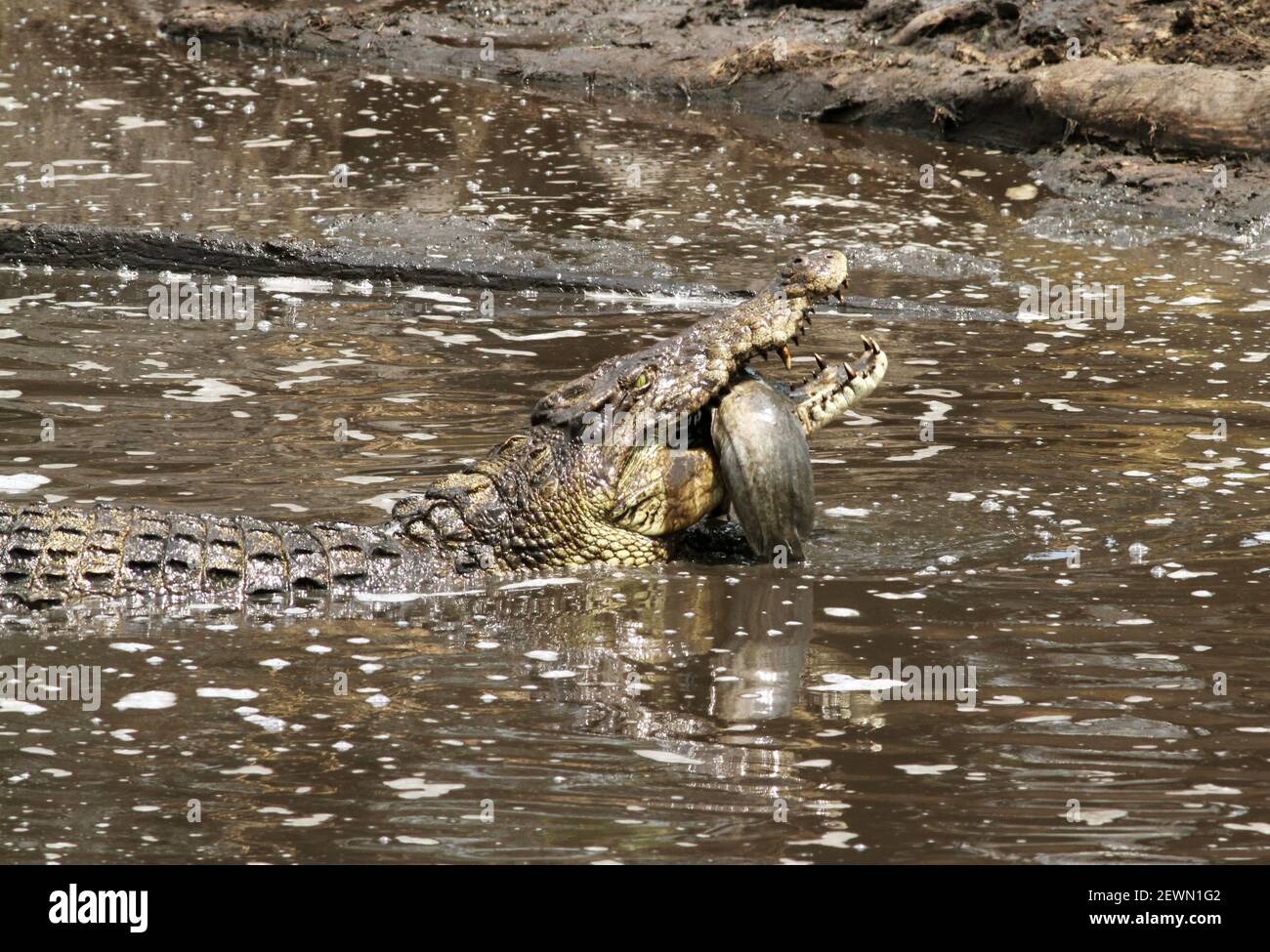 A Crocodile has caught a large catfish in the murky waters of a ...