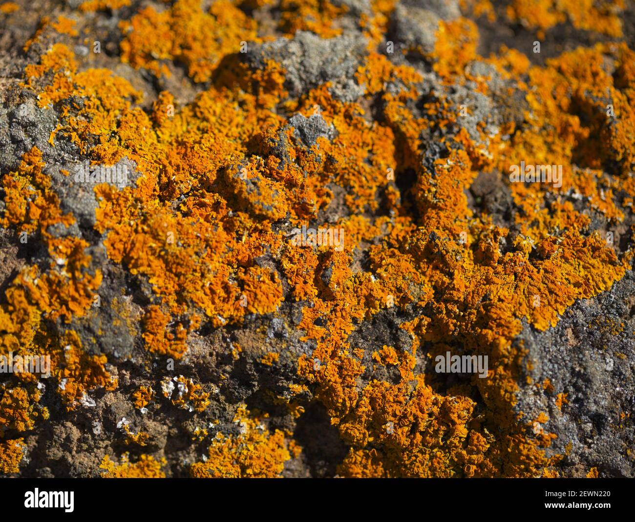 Placodioid lichen it has wide distribution hi-res stock photography and ...