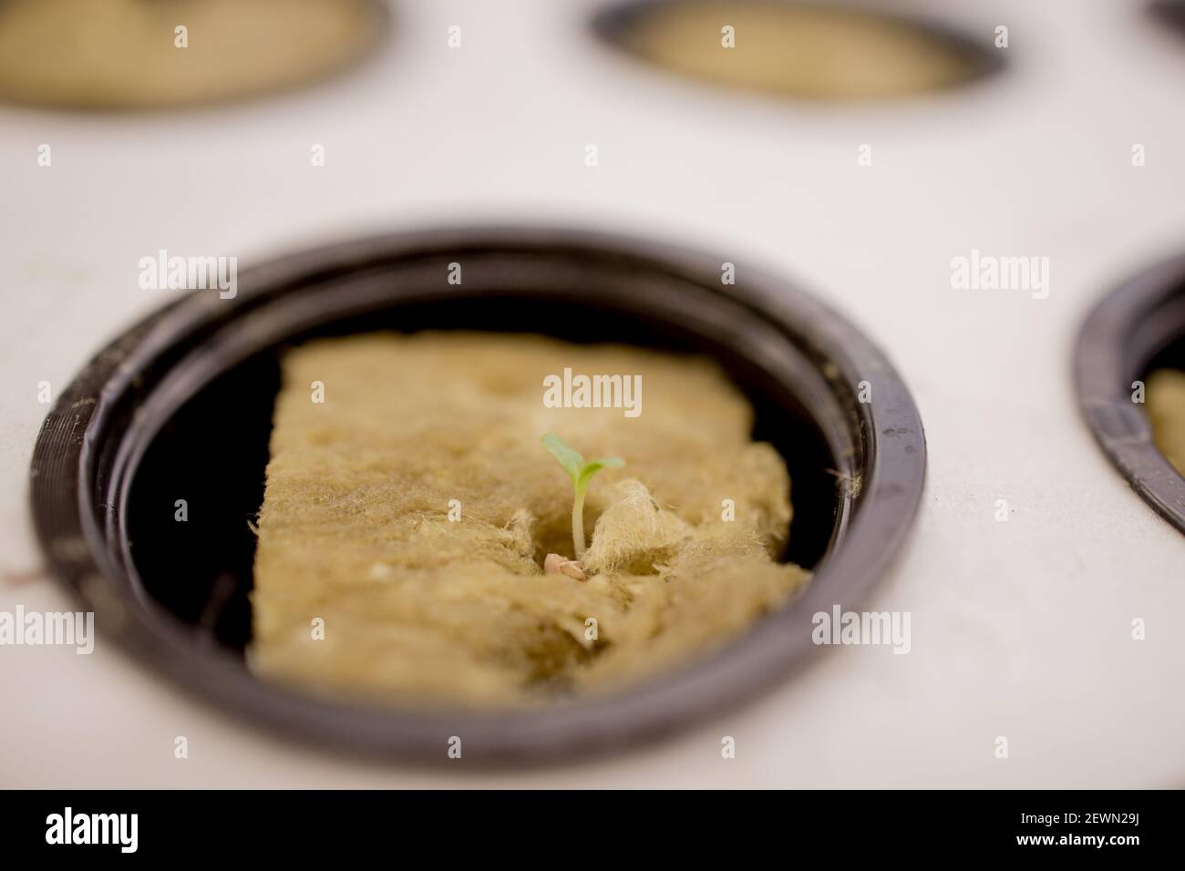 Rockwool plant hi-res stock photography and images - Alamy