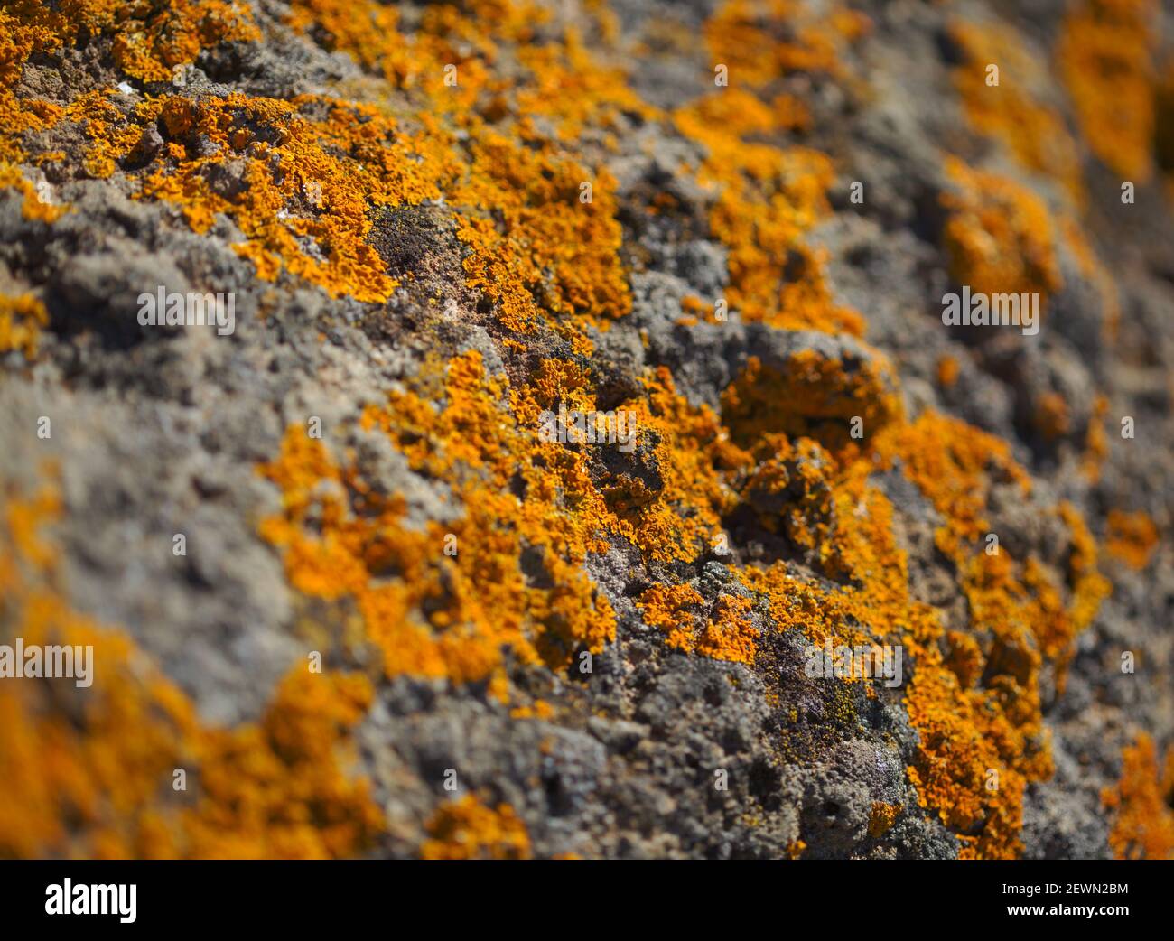 Bright yellow orange Caloplaca marina aka Orange Sea Lichen on rock ...