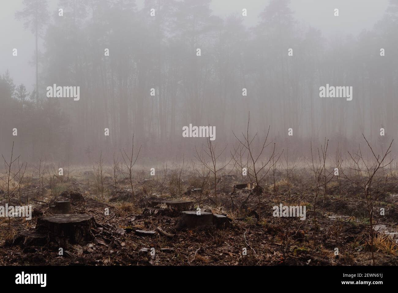 tree stump inside of woods after deforestation process during winter ...