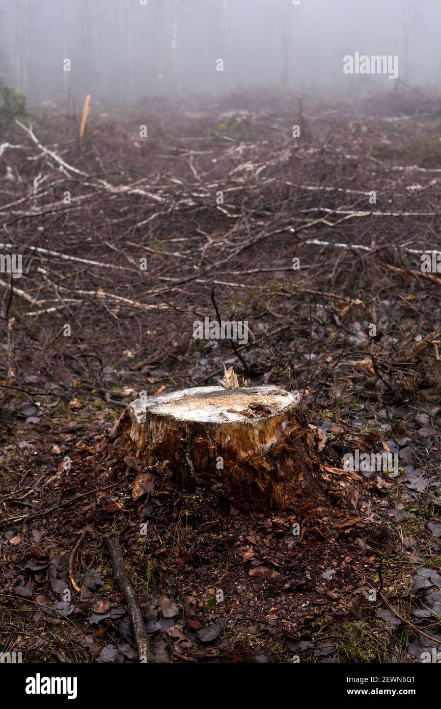 tree stump inside of woods after deforestation process during winter ...